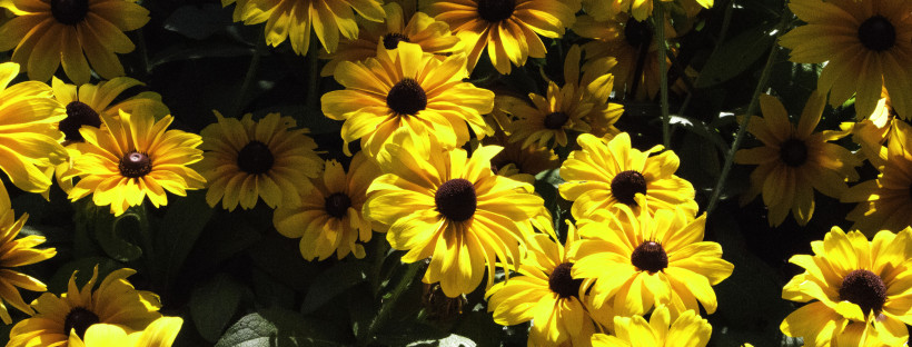 flower – ADHD Expert